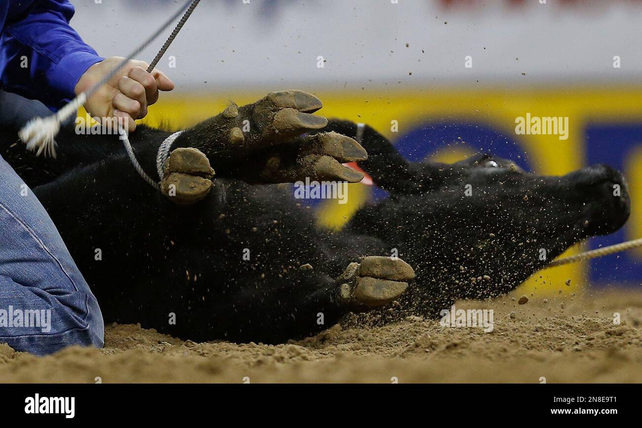 Tuf Cooper of Decatur, Texas ties up three legs of a calf during the ...