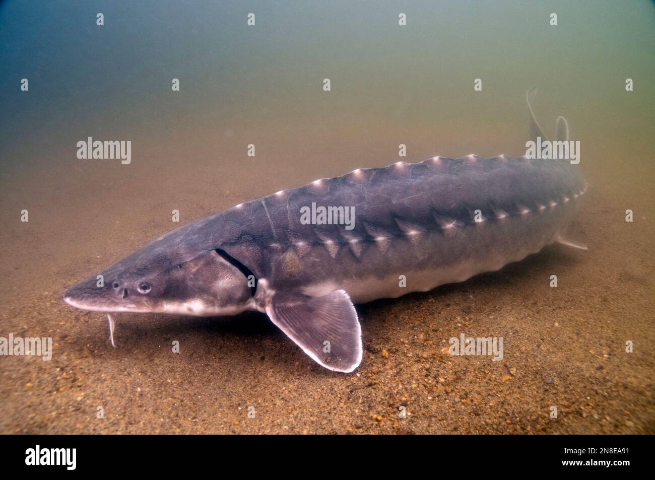 Sakhalin Sturgeon