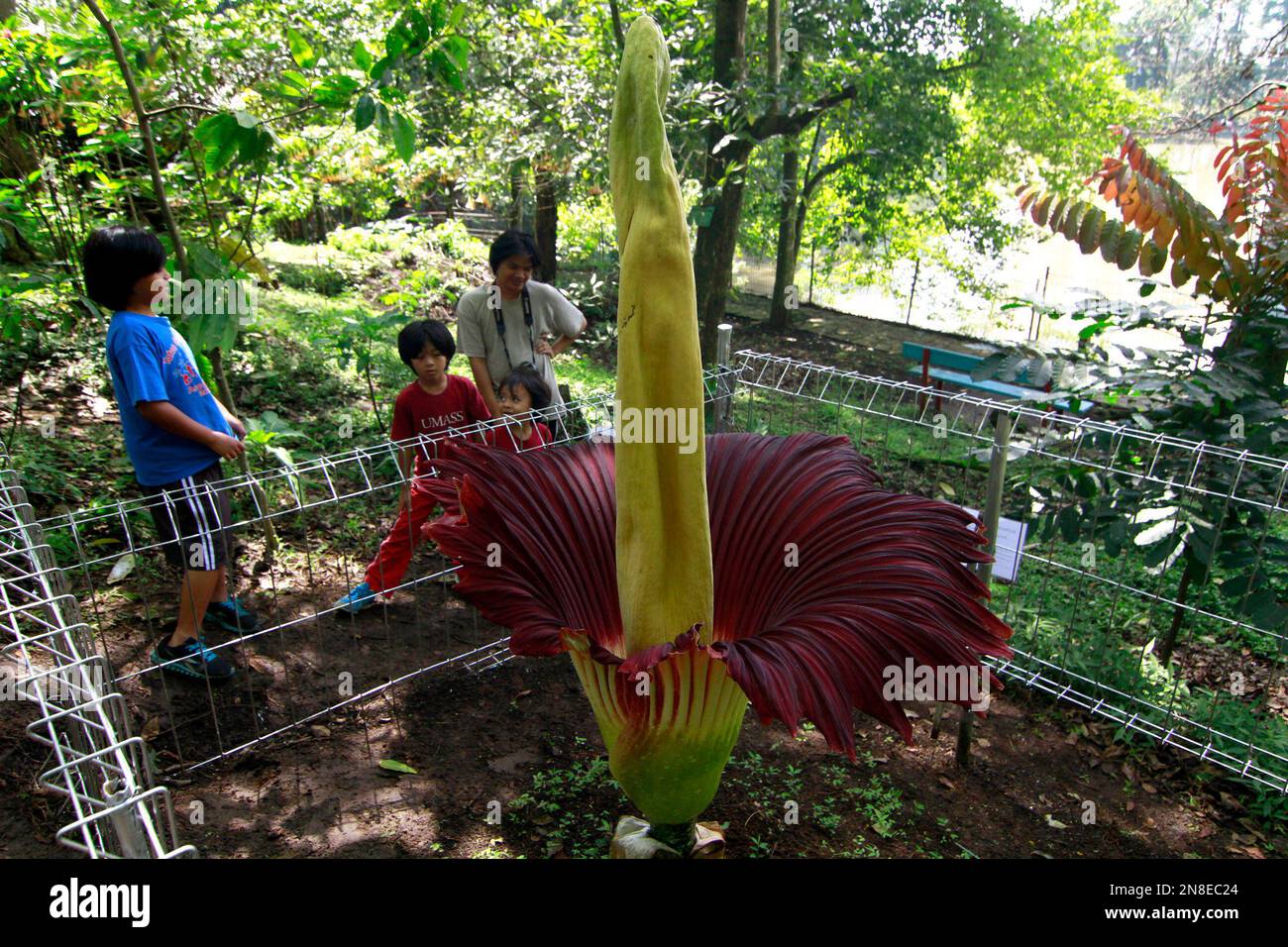 Visitors look at a blooming titan arum (Amorphophallus titanum ...