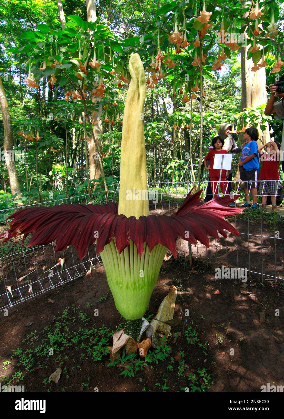 Visitors look at a blooming titan arum (Amorphophallus titanum ...