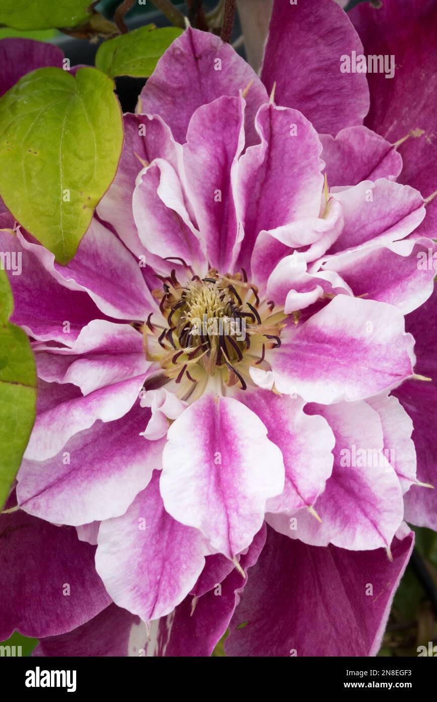 Pink Clematis "My Darling", Clematis flower Stock Photo - Alamy