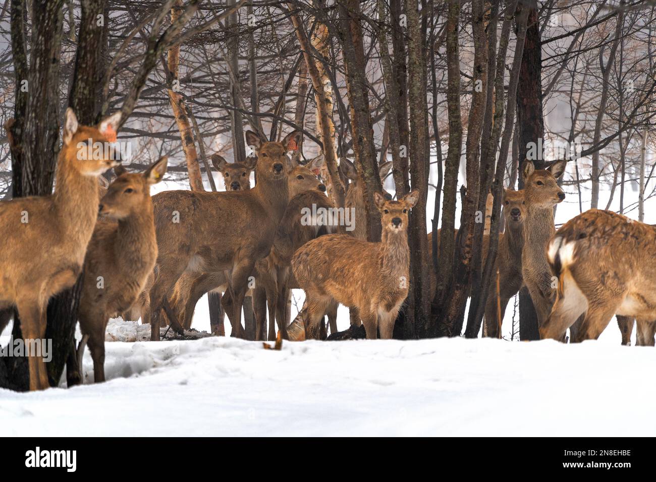 A herd of spotted reindeer in their natural habitat walks through the ...