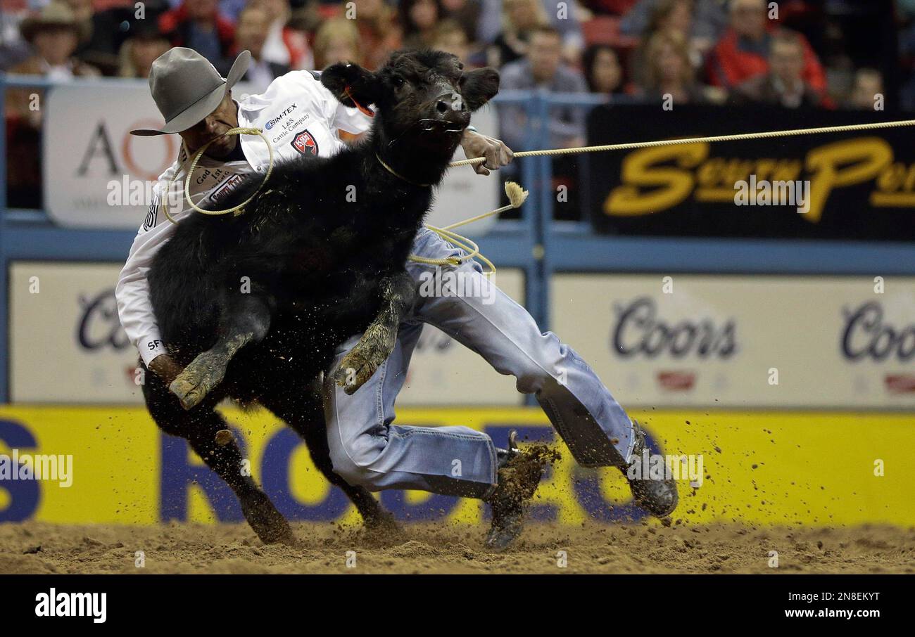 Cory Solomon, of Prairie View, Texas, flips a calf on its side while ...