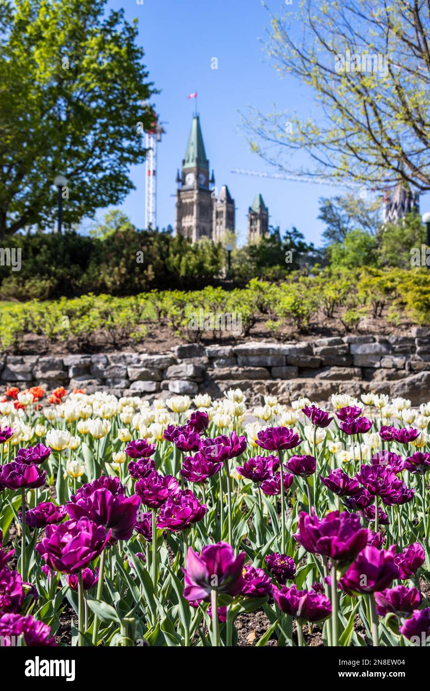 Tulips in a park of Ottawa, Canada with Canadian Parliament in ...