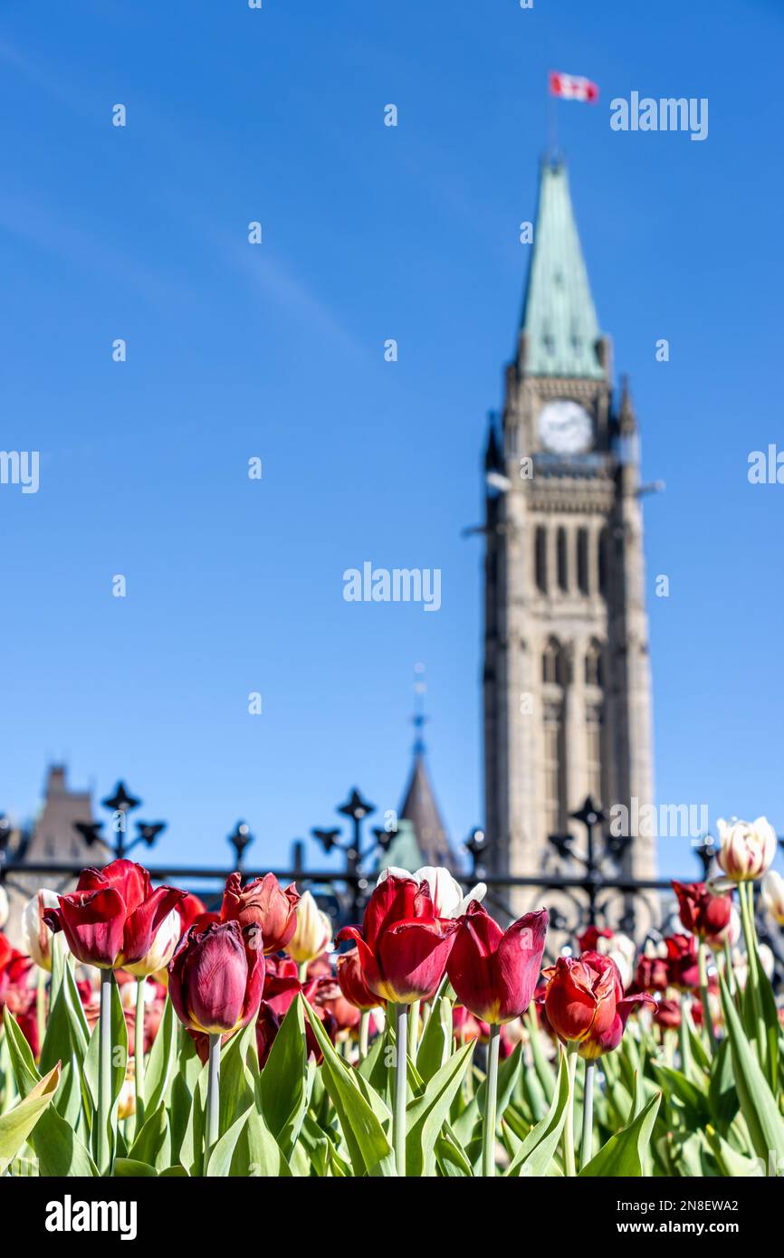 Tulips in Ottawa, Canada with Canadian Parliament in defocused ...