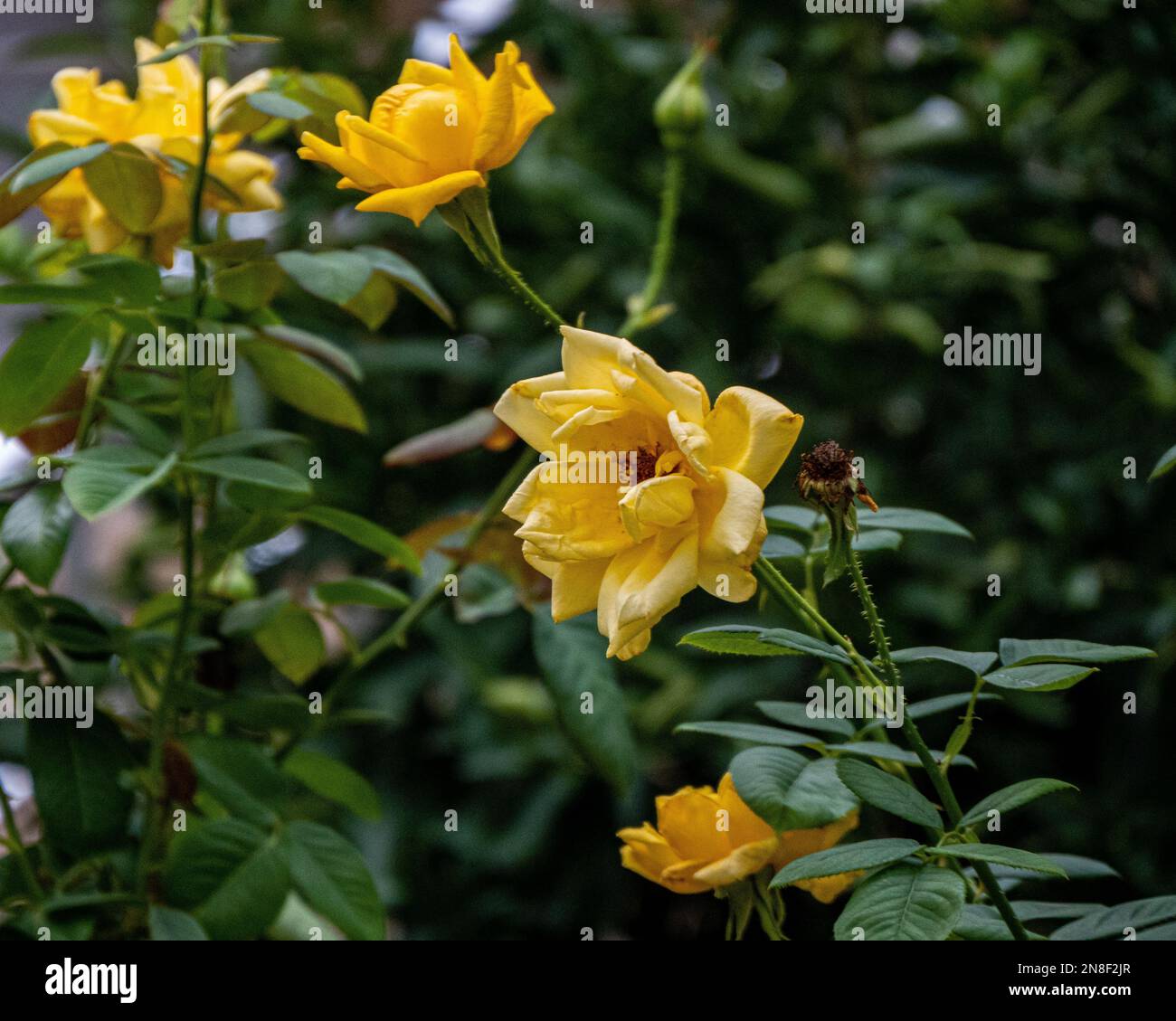 A shallow focus of yellow Rosa 'Sun Flare' flowers with green leaves ...