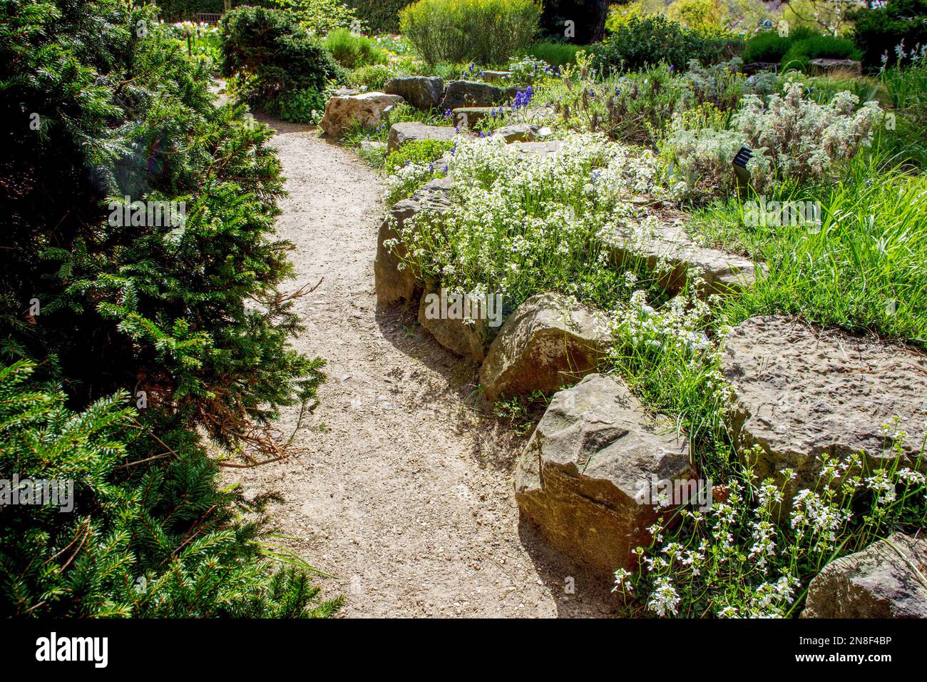 Creeping spruce hi-res stock photography and images - Alamy