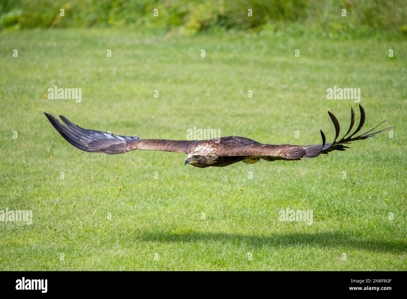 Golden eagle field animal wildlife hi-res stock photography and images ...