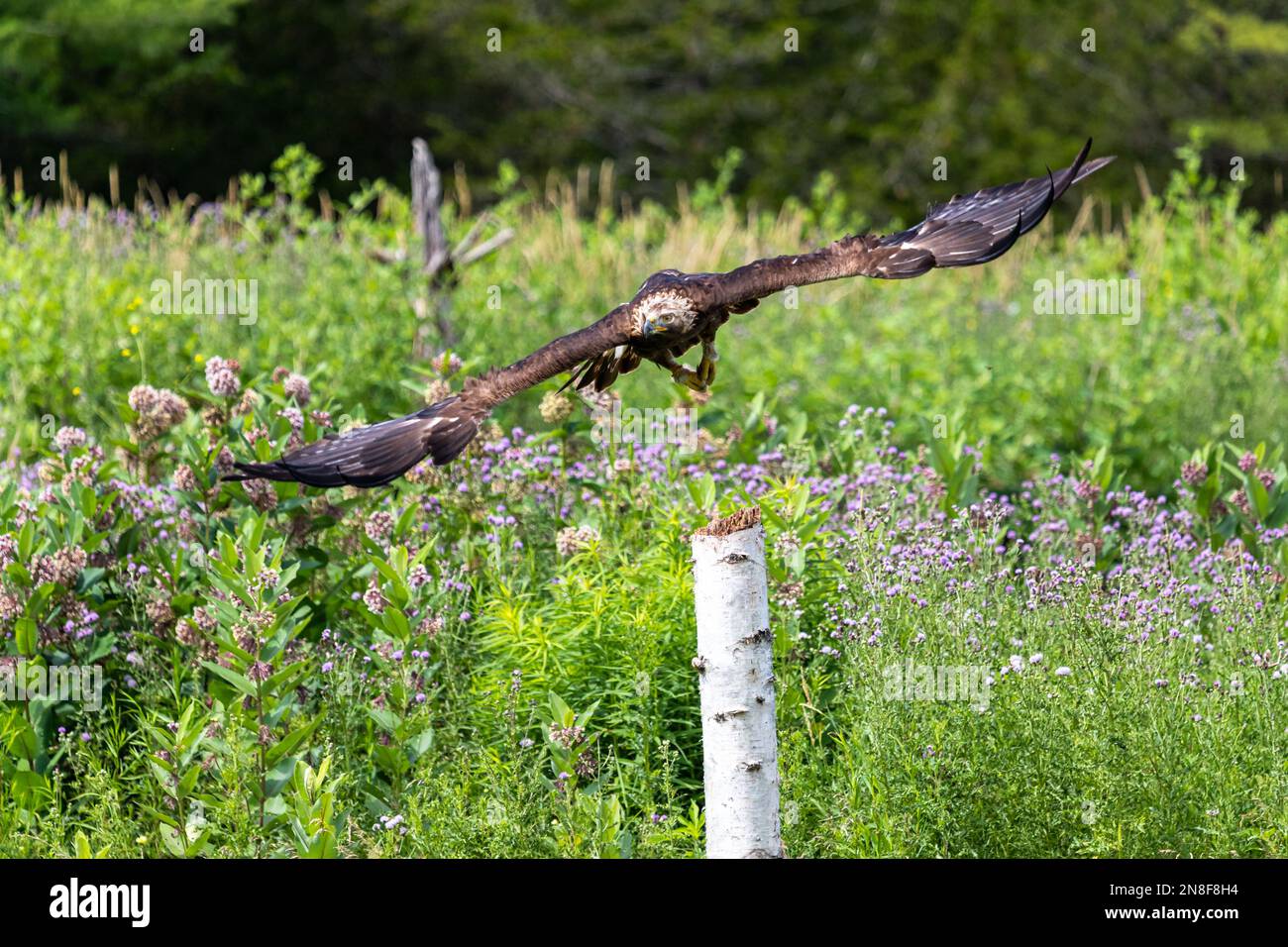 The Golden Eagle flying over the grass field Stock Photo - Alamy