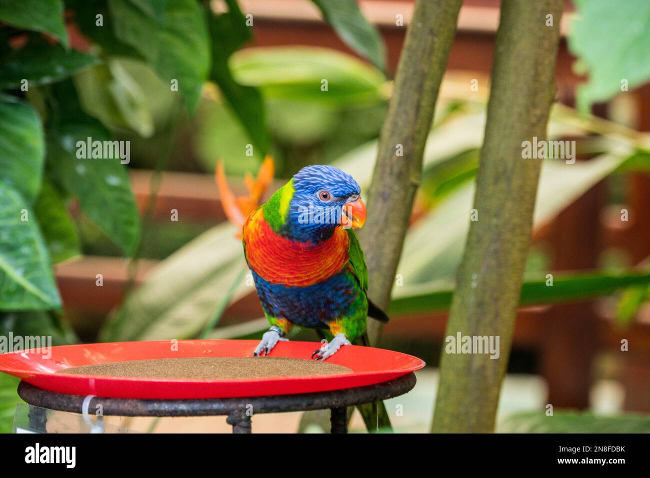Parrot in Butterly House Mariposario del Drago Tenerife Canary Islands ...