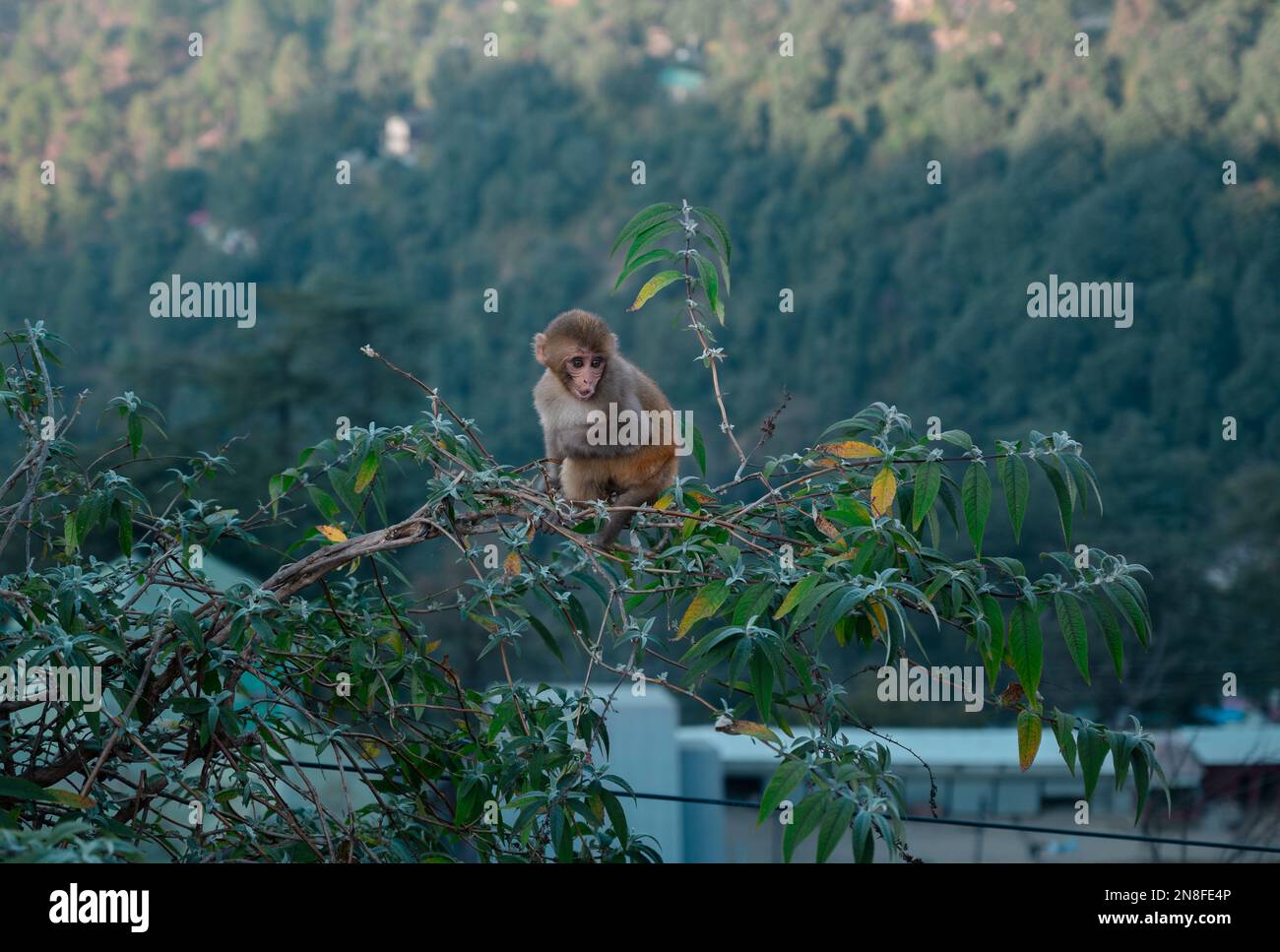 Shimla wildlife hi-res stock photography and images - Alamy