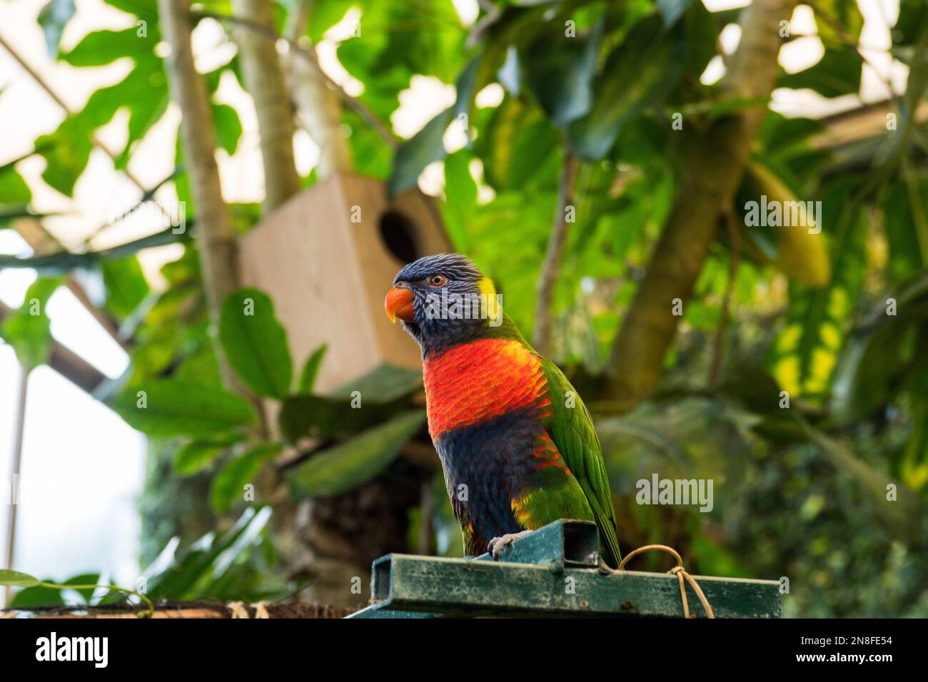 Parrot in Butterly House Mariposario del Drago Tenerife Canary Islands ...