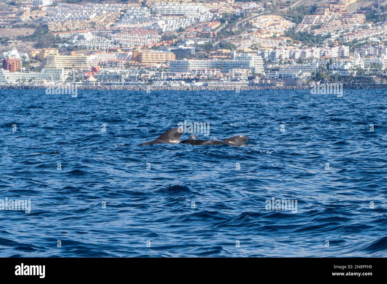 Whale watching at Tenerife Canary Islands, Spain Stock Photo - Alamy