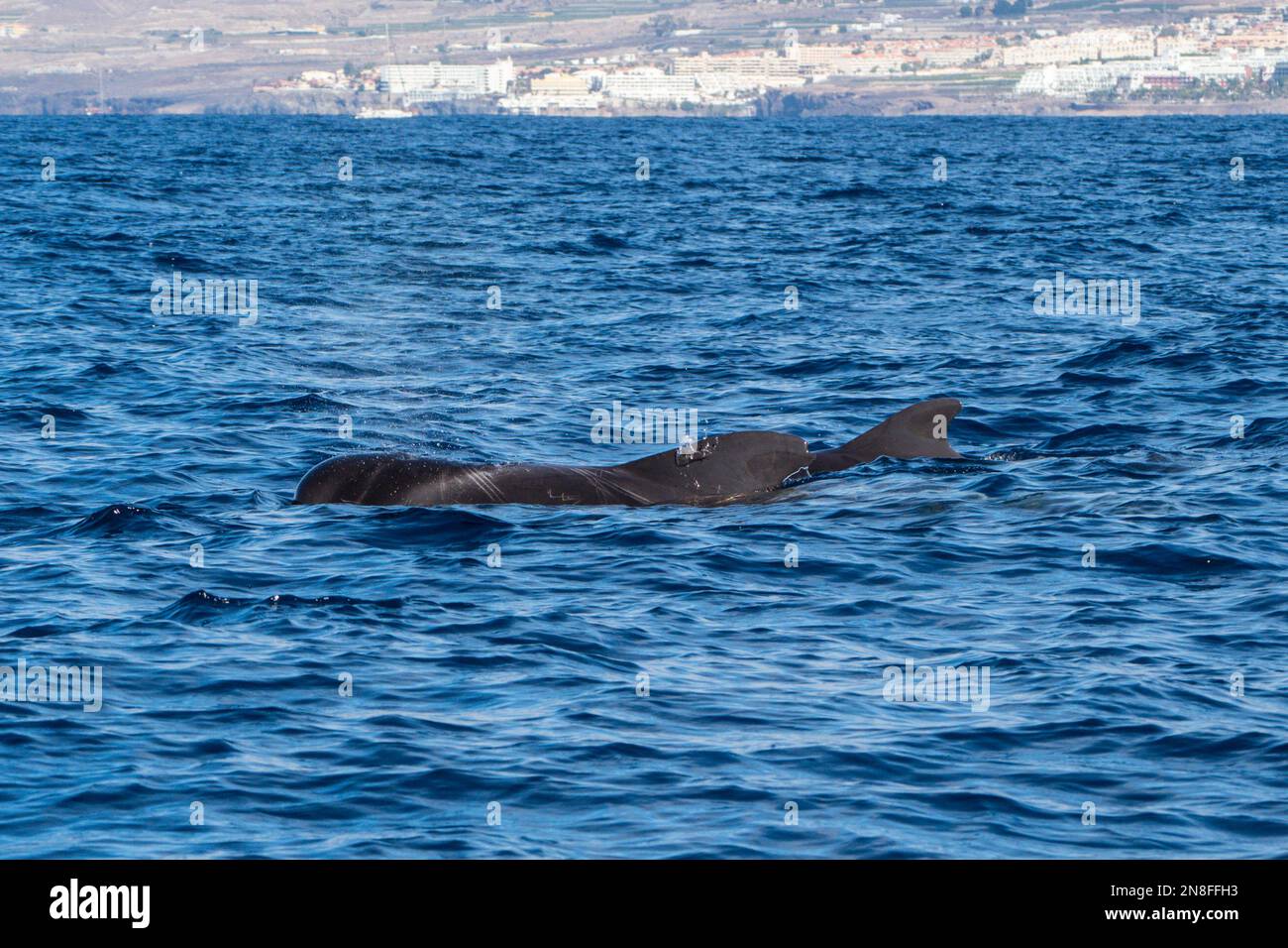 Whale watching at Tenerife Canary Islands, Spain Stock Photo - Alamy