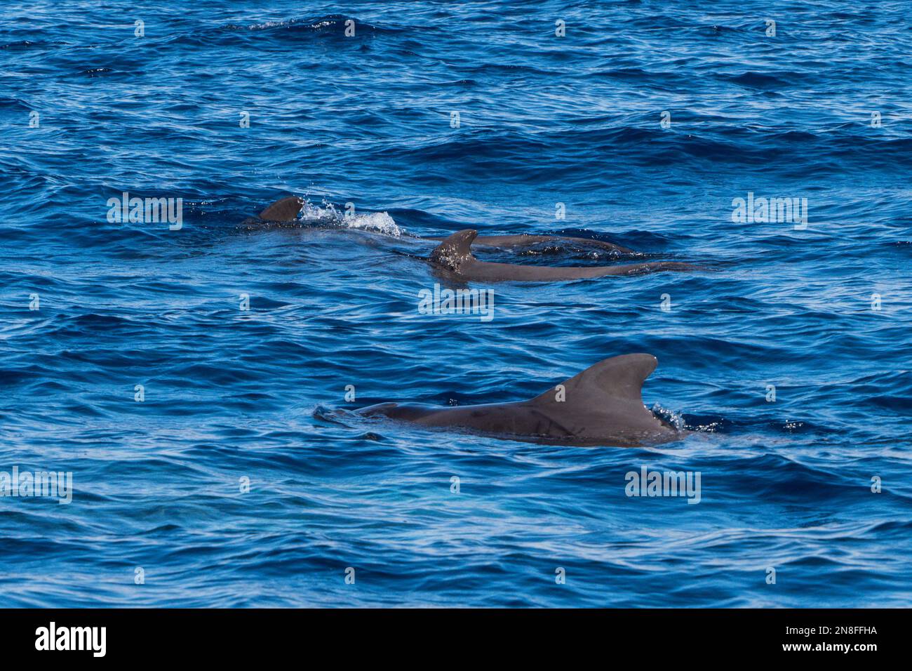 Whale watching at Tenerife Canary Islands, Spain Stock Photo - Alamy