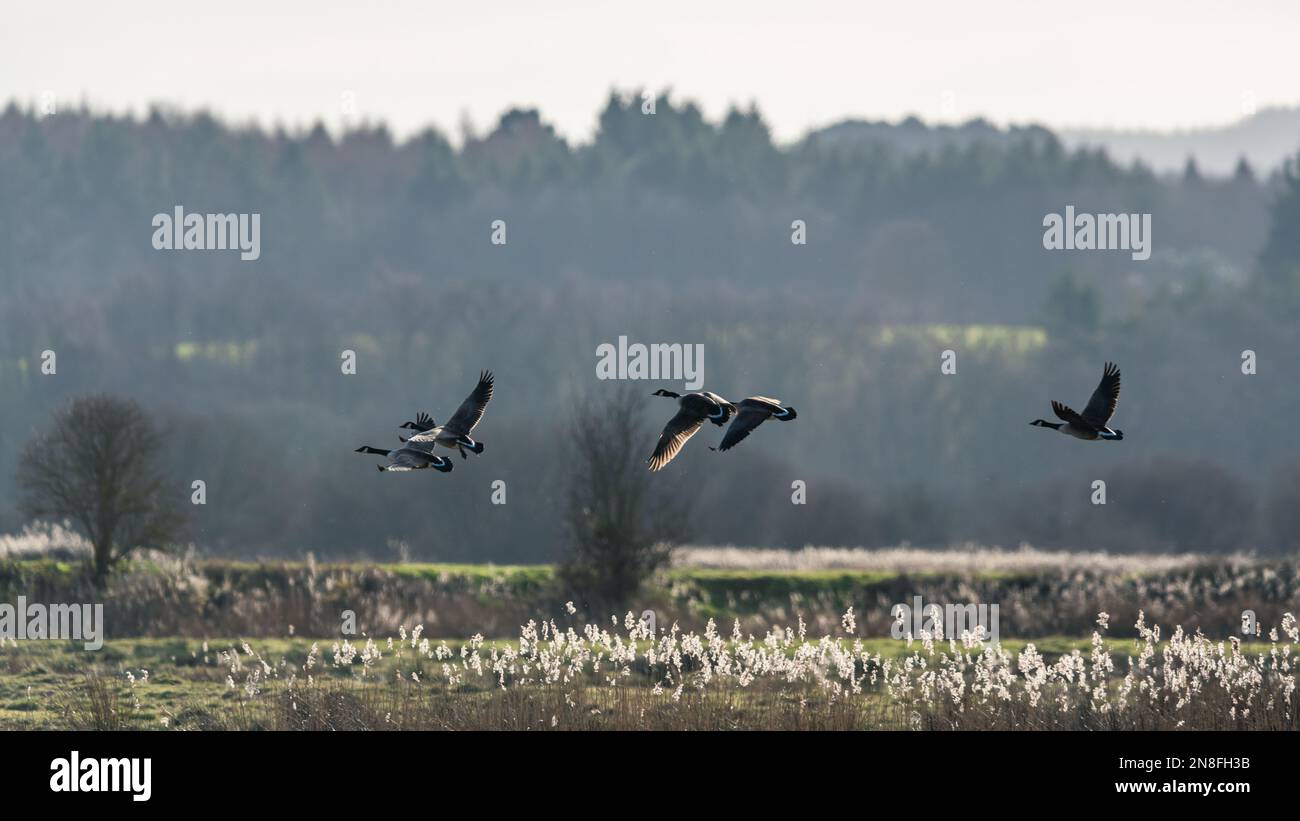 Canada Goose, Branta canadensis - Canada Geese fly over marshland Stock ...
