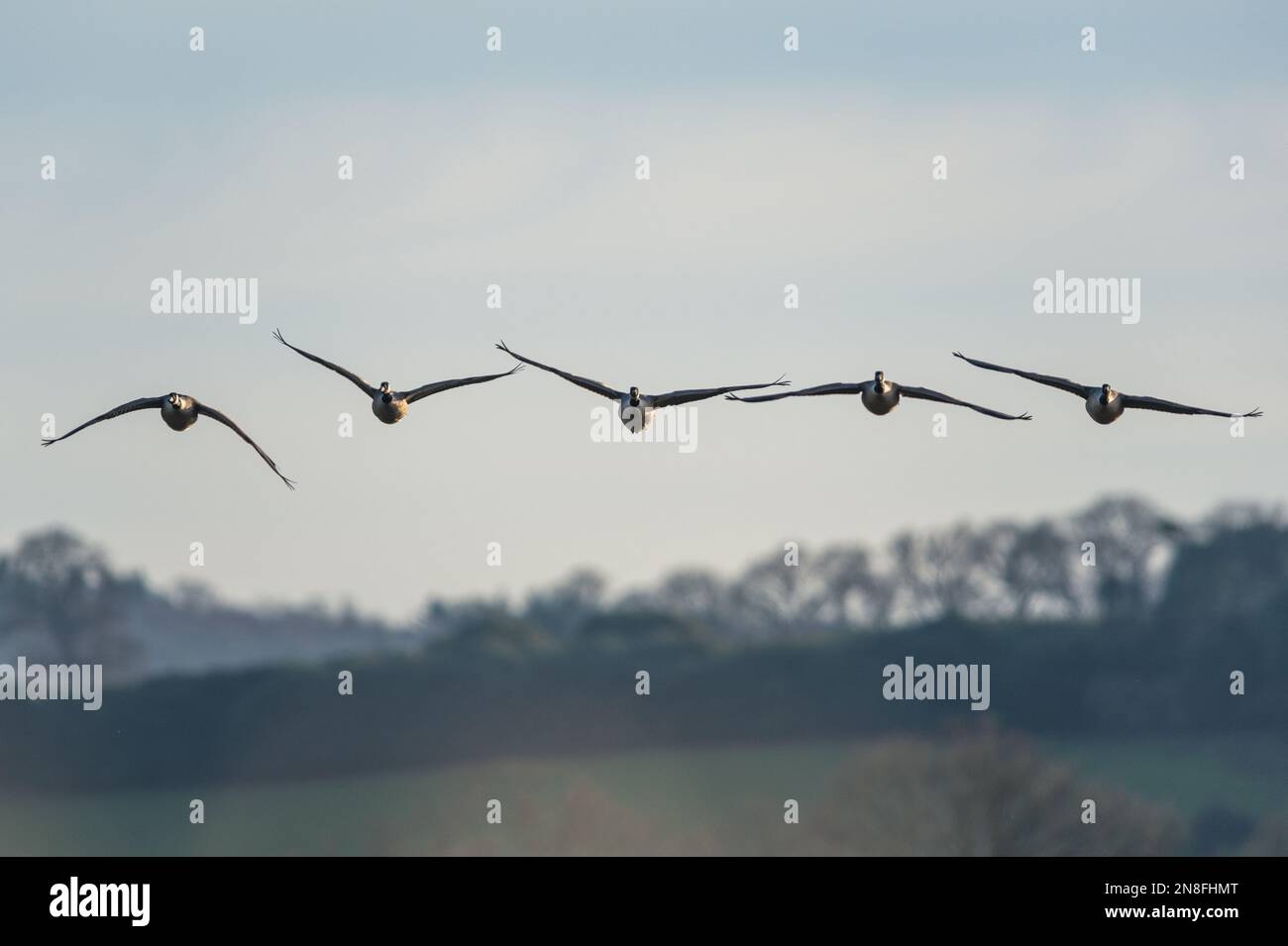 Canada Goose, Branta canadensis - Canada Geese fly over marshland Stock ...