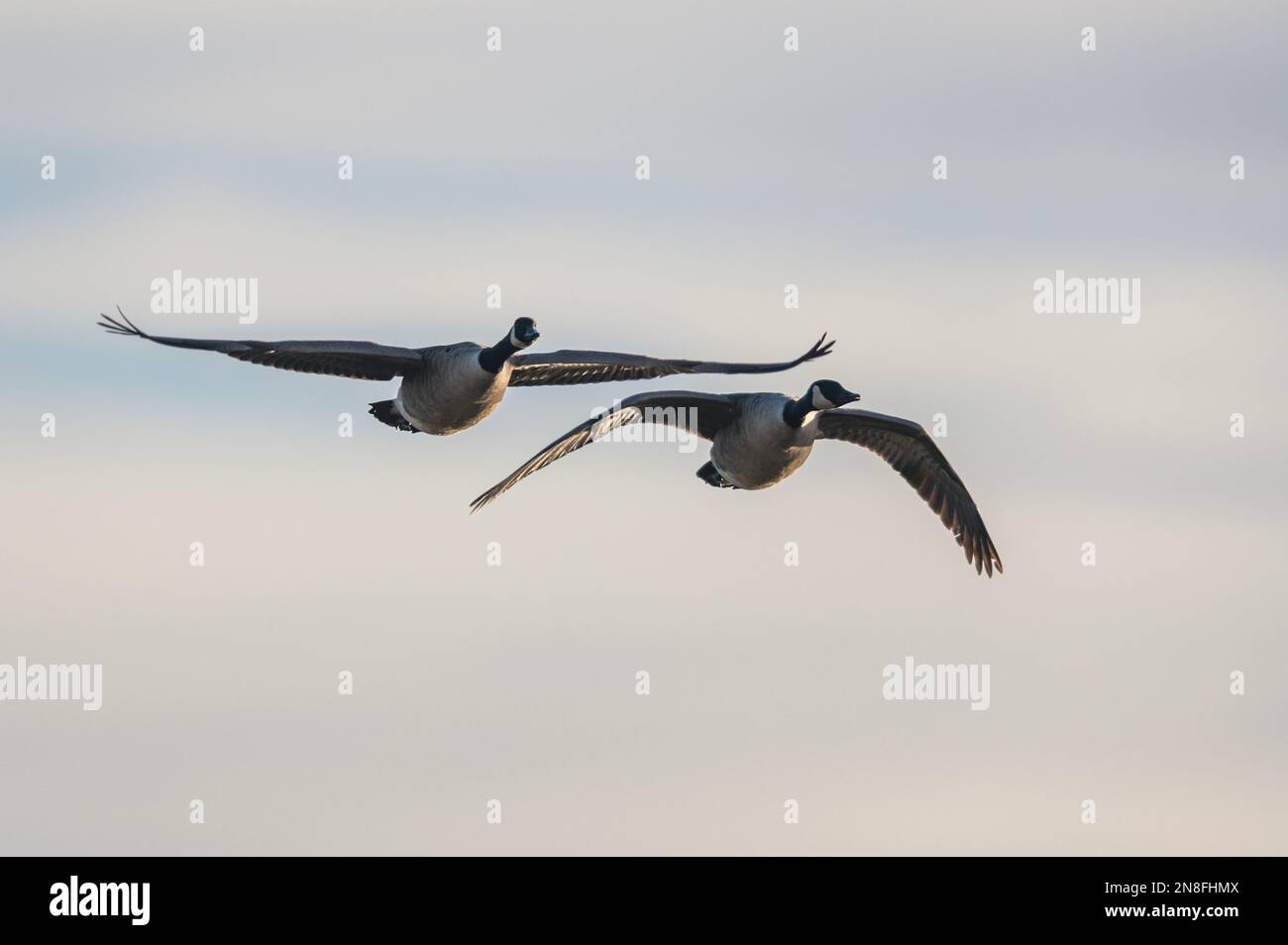 Canada Goose, Branta canadensis - Canada Geese fly over marshland Stock ...