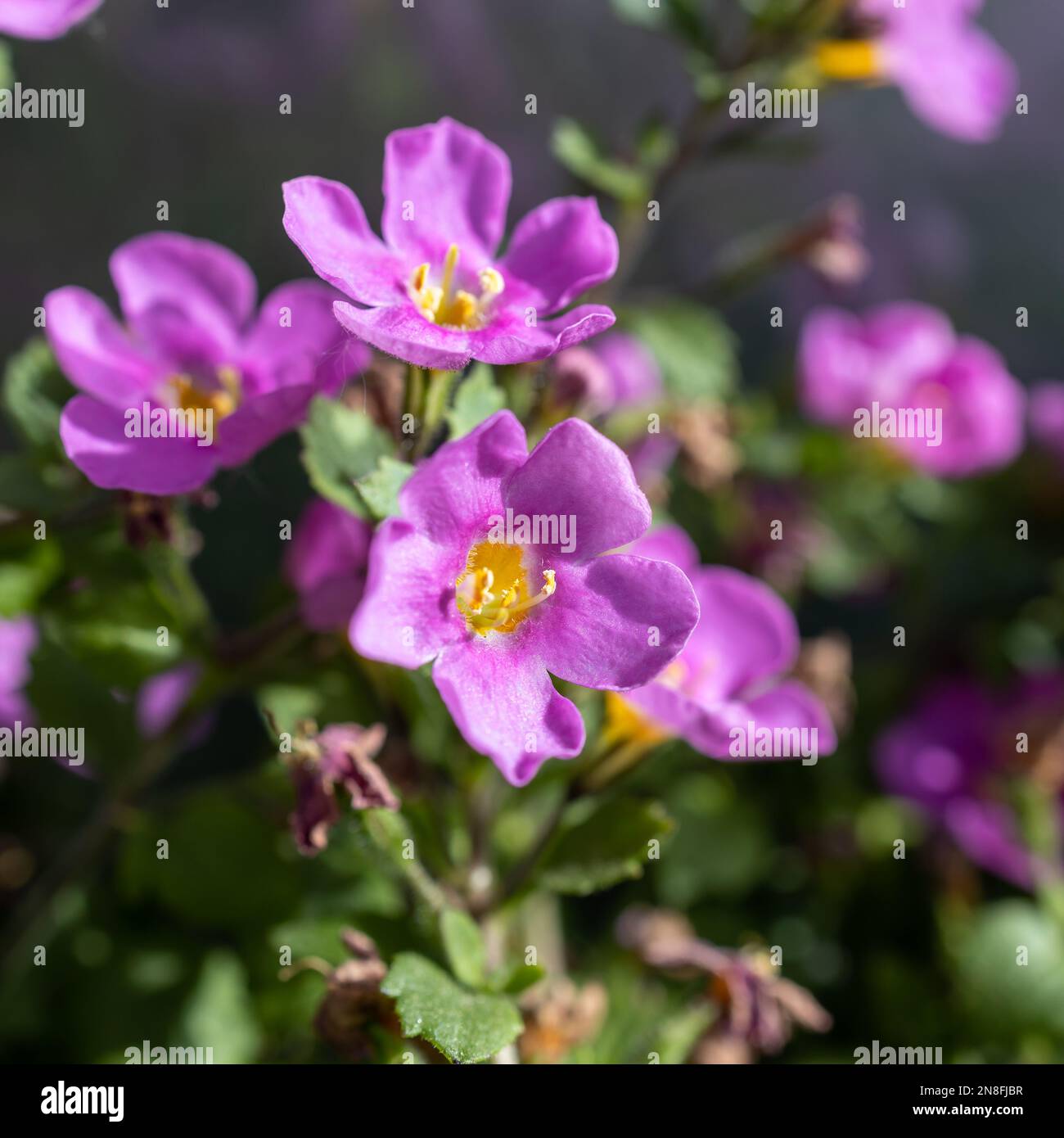 Bacopa monnieri, herb Bacopa is a medicinal herb used in Ayurveda, also ...