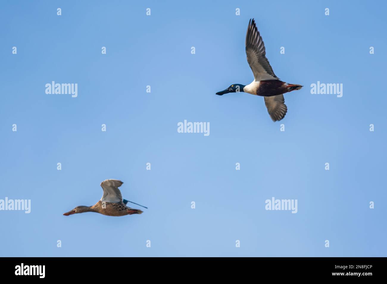 Spatulate bill hi-res stock photography and images - Alamy