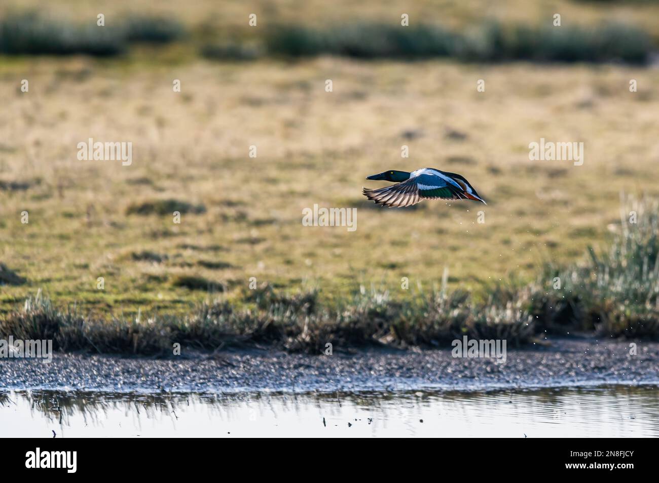 Northern Shoveler, Spatula clypeata in fly over marshland Stock Photo ...