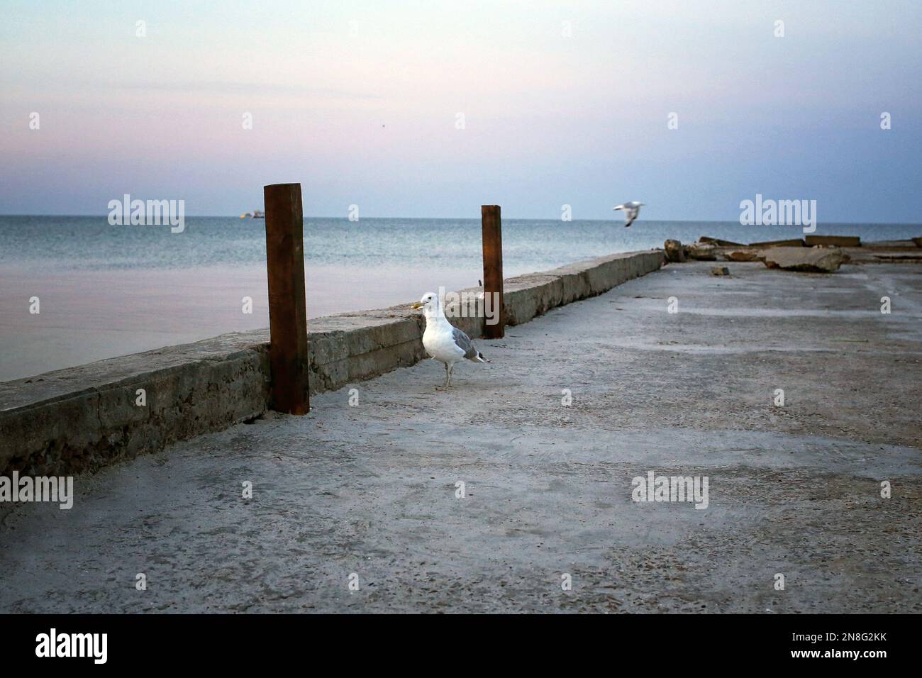 Seagull walks on the pier against the background of the sea Stock Photo ...