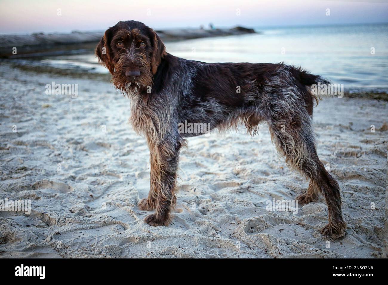 Dog on the sea Stock Photo - Alamy