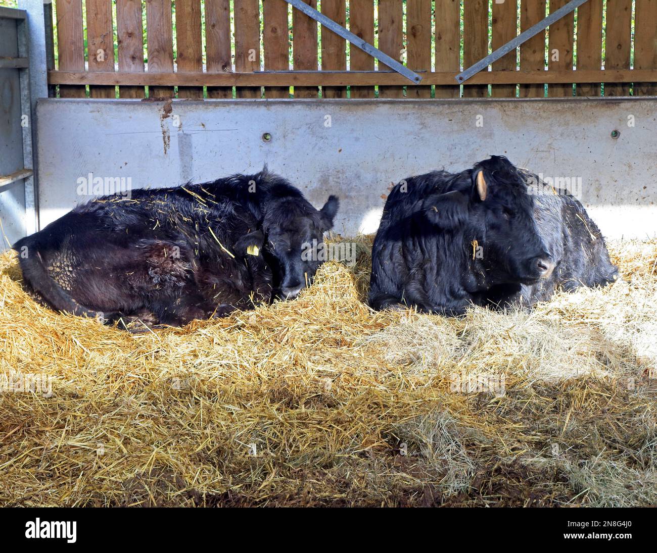 Welsh black cattle in a barn at Llwyn yr Eos farm, St Fagans museum ...