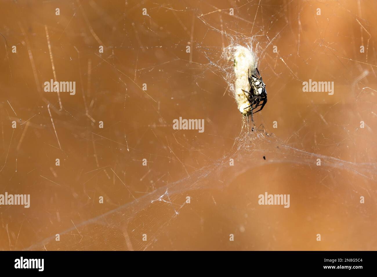 Nature's master weaver at work - the spider spider sitting over its ...