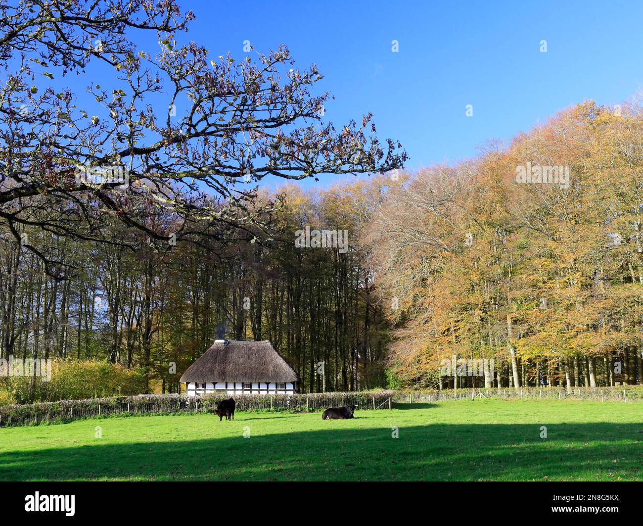 Abernodwydd farmhouse with Welsh Black cattle at Saint Fagans National ...