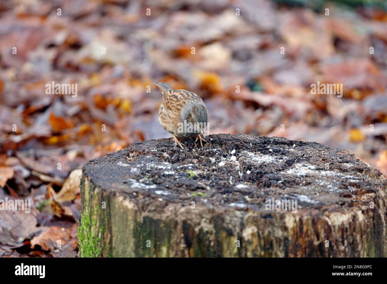 Dunnock (Prunella modularis), St Fagans National Museum of History ...