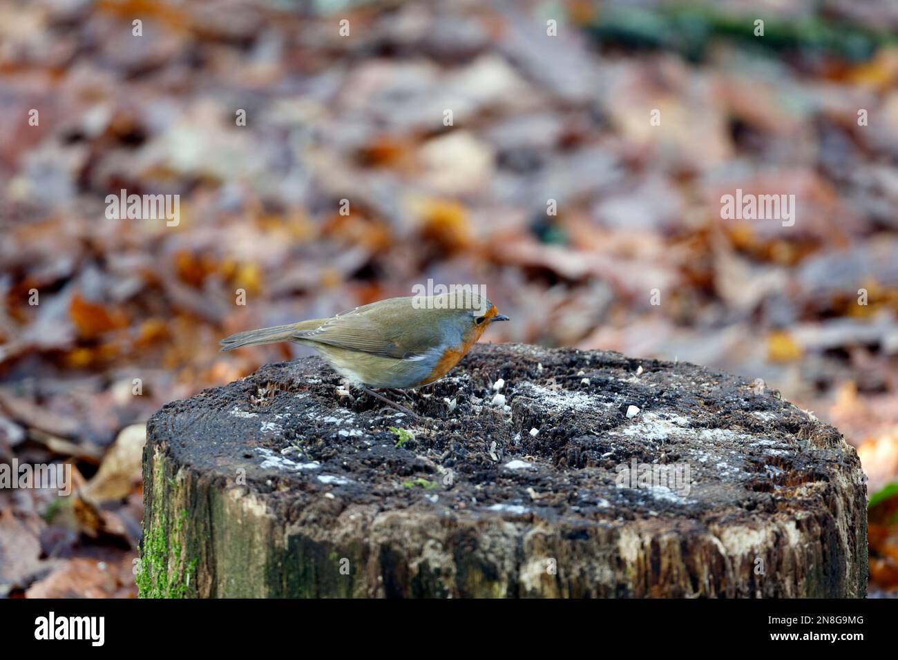 Robin redbreast. January 2023. Winter. Erithacus Rubecula.. St Fagans ...