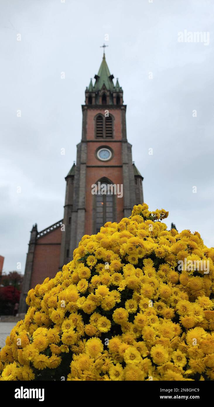 A closeup of yellow flowers with a church tower in a background Stock ...