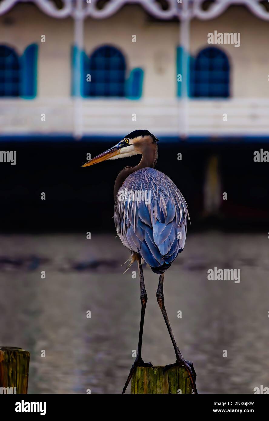 A great blue heron (Ardea herodias) perches on a concrete piling, Jan ...