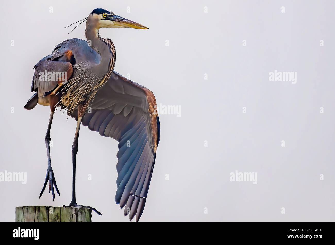 A great blue heron (Ardea herodias) dries its wing, Jan. 29, 2023, in ...