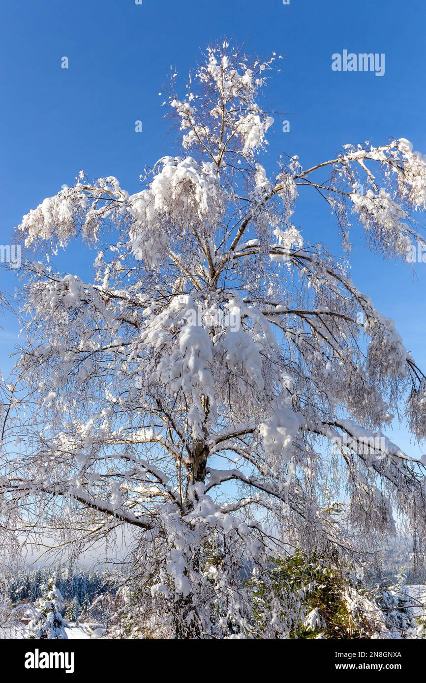 Beech tree (Fagus) in deciduous forest, covered in white snow in winter ...