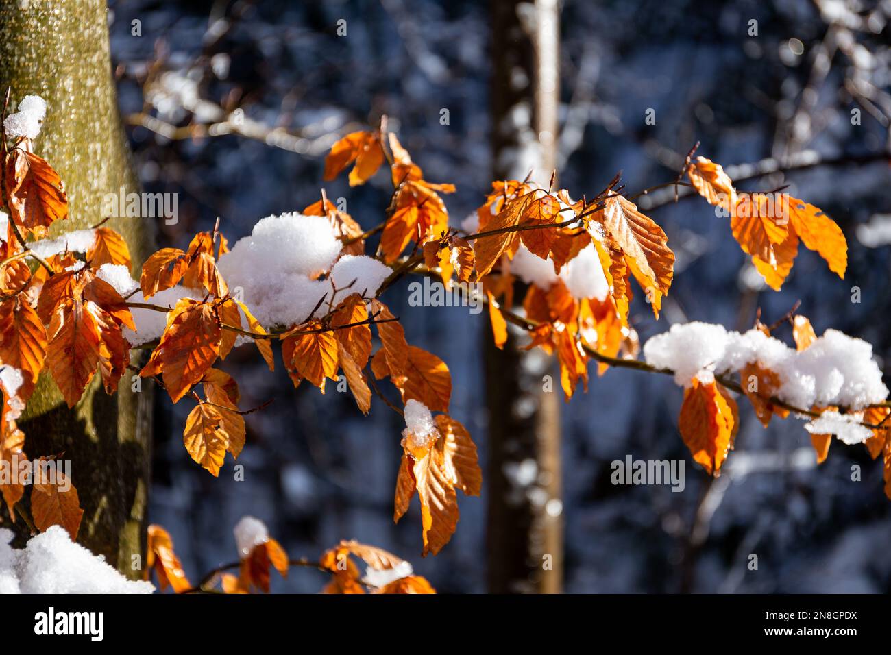 Dry golden beech tree leaves (Fagus) covered with fresh white snow and ...