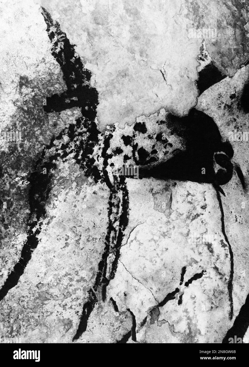 Prehistoric paintings of a head of an ox discovered on July 28, 1941 in ...