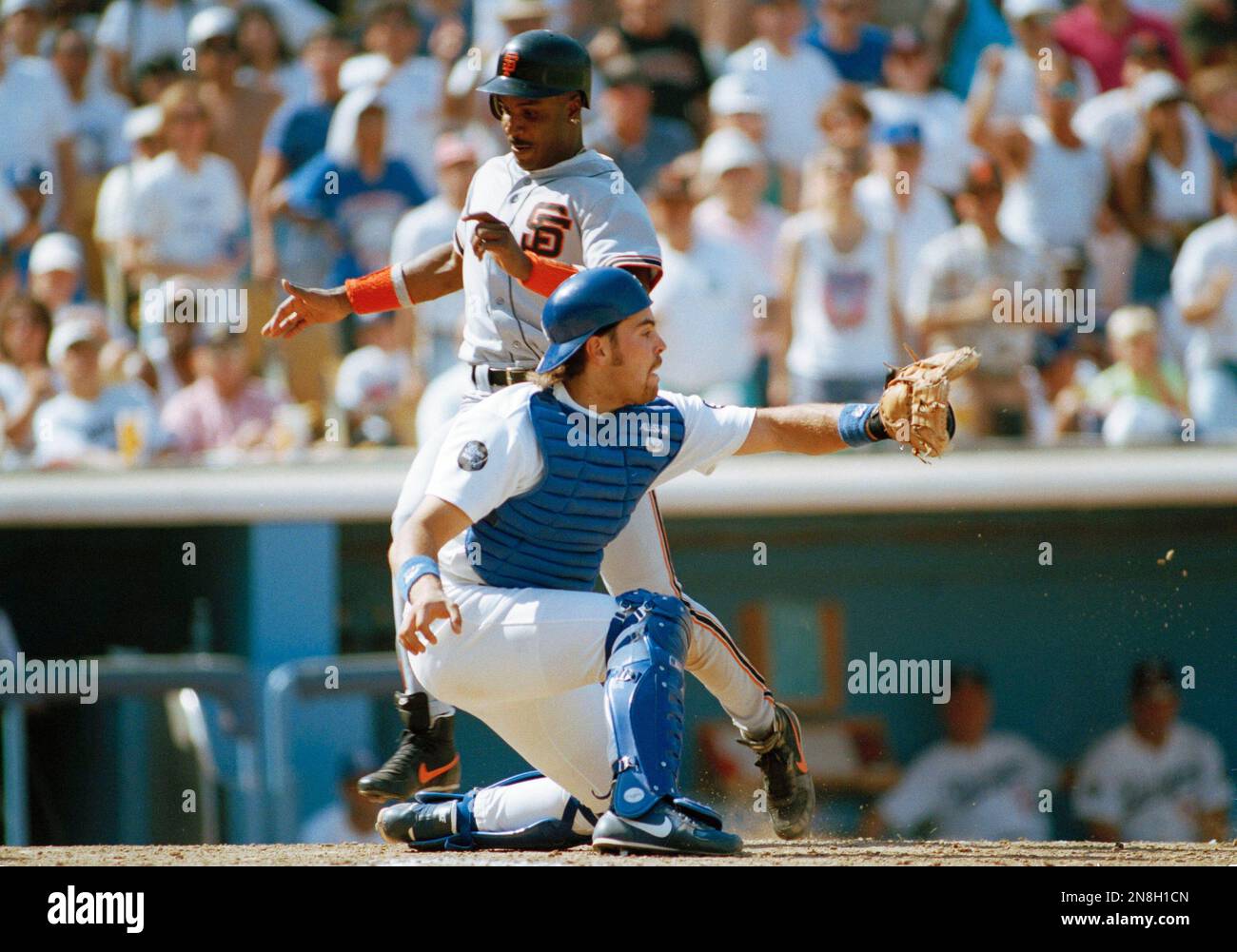 San Francisco Giants Barry Bonds scores past Los Angeles Dodgers Mike ...