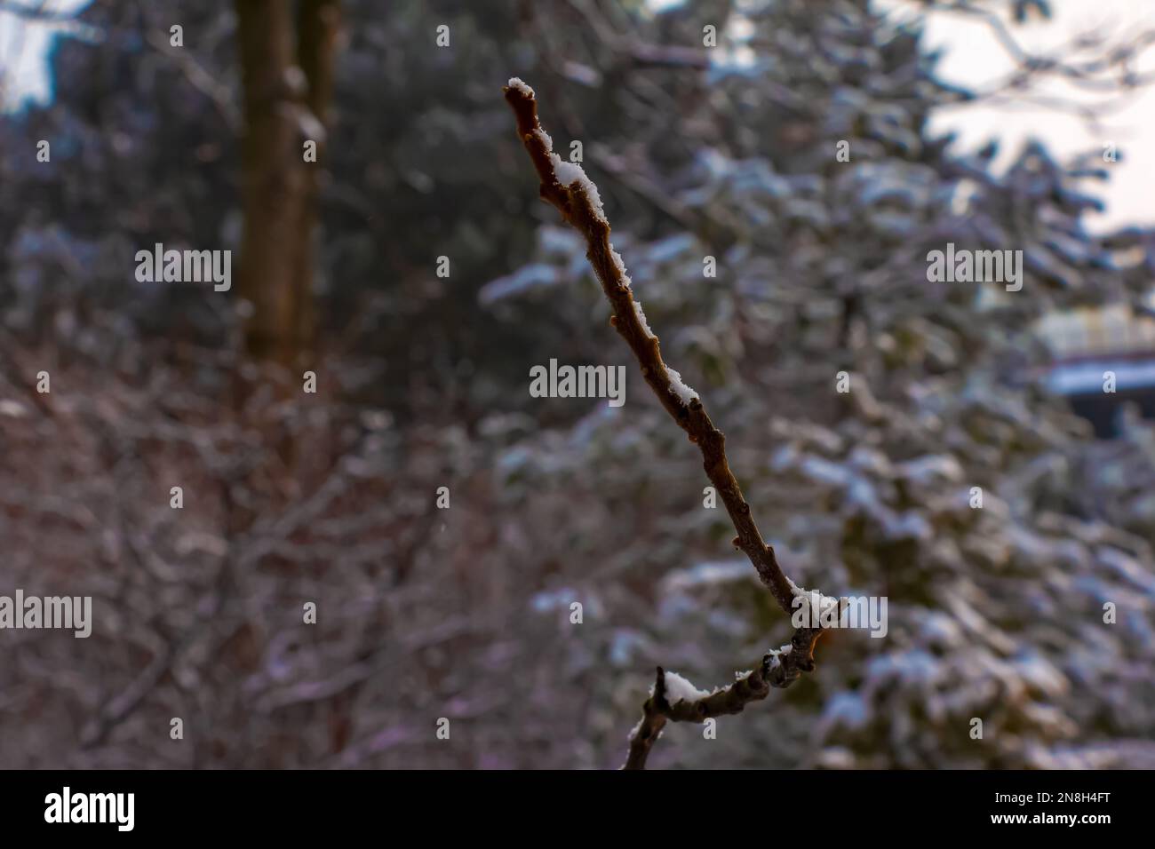 Branches and fruits of Staghorn sumac Rhus typhina covered with snow in ...