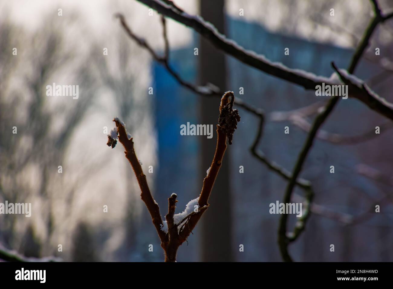 Branches and fruits of Staghorn sumac Rhus typhina covered with snow in ...