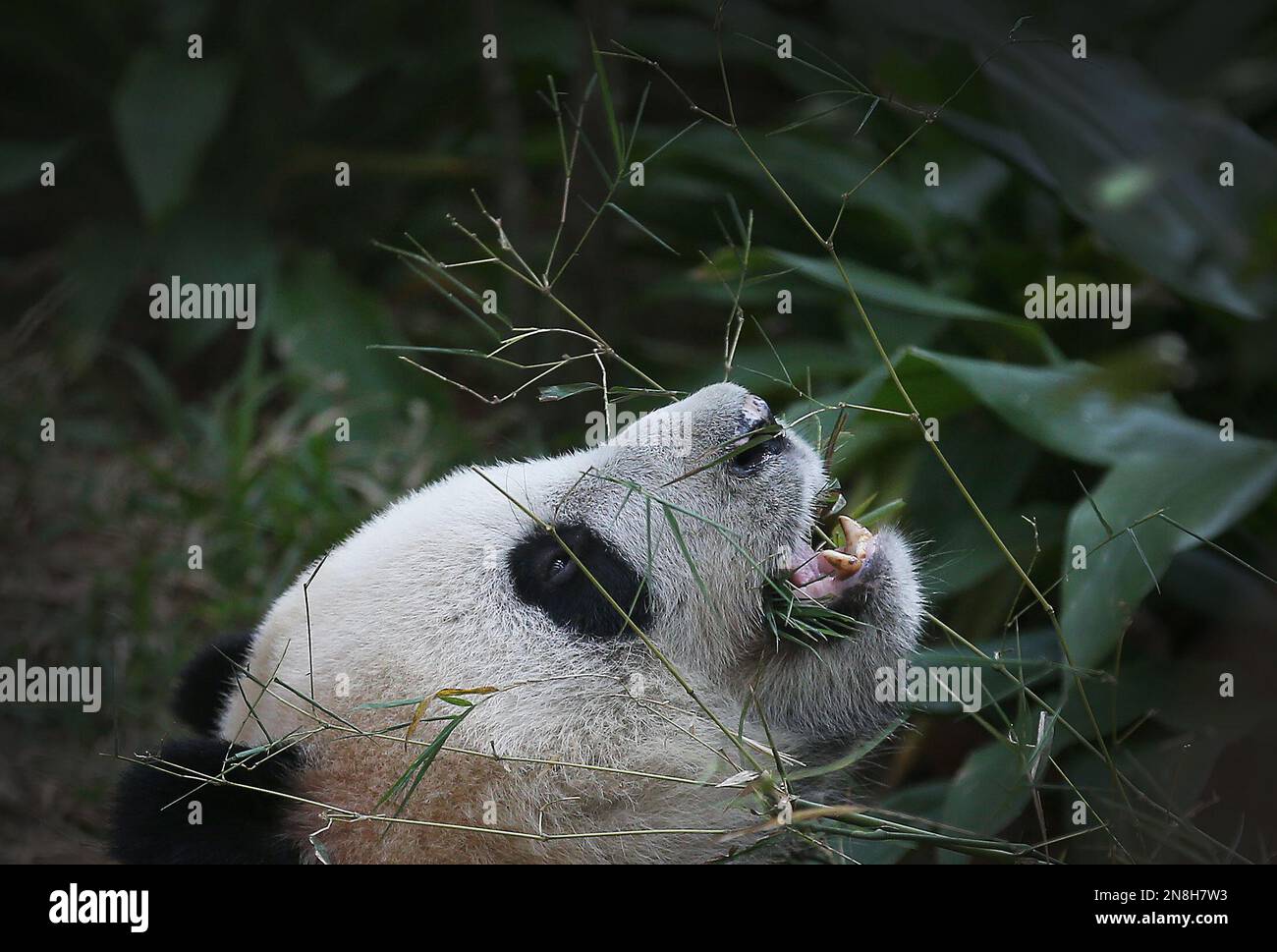 Male Giant Panda "Kai Kai," one of two Giant Pandas from Chin, is seen ...