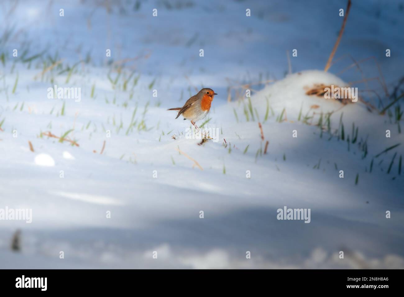 Robin winter plumage hi-res stock photography and images - Alamy