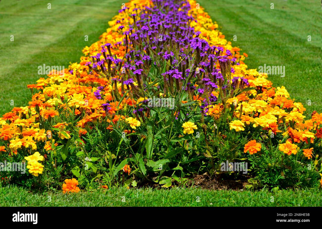Purple and orange planting hi-res stock photography and images - Alamy