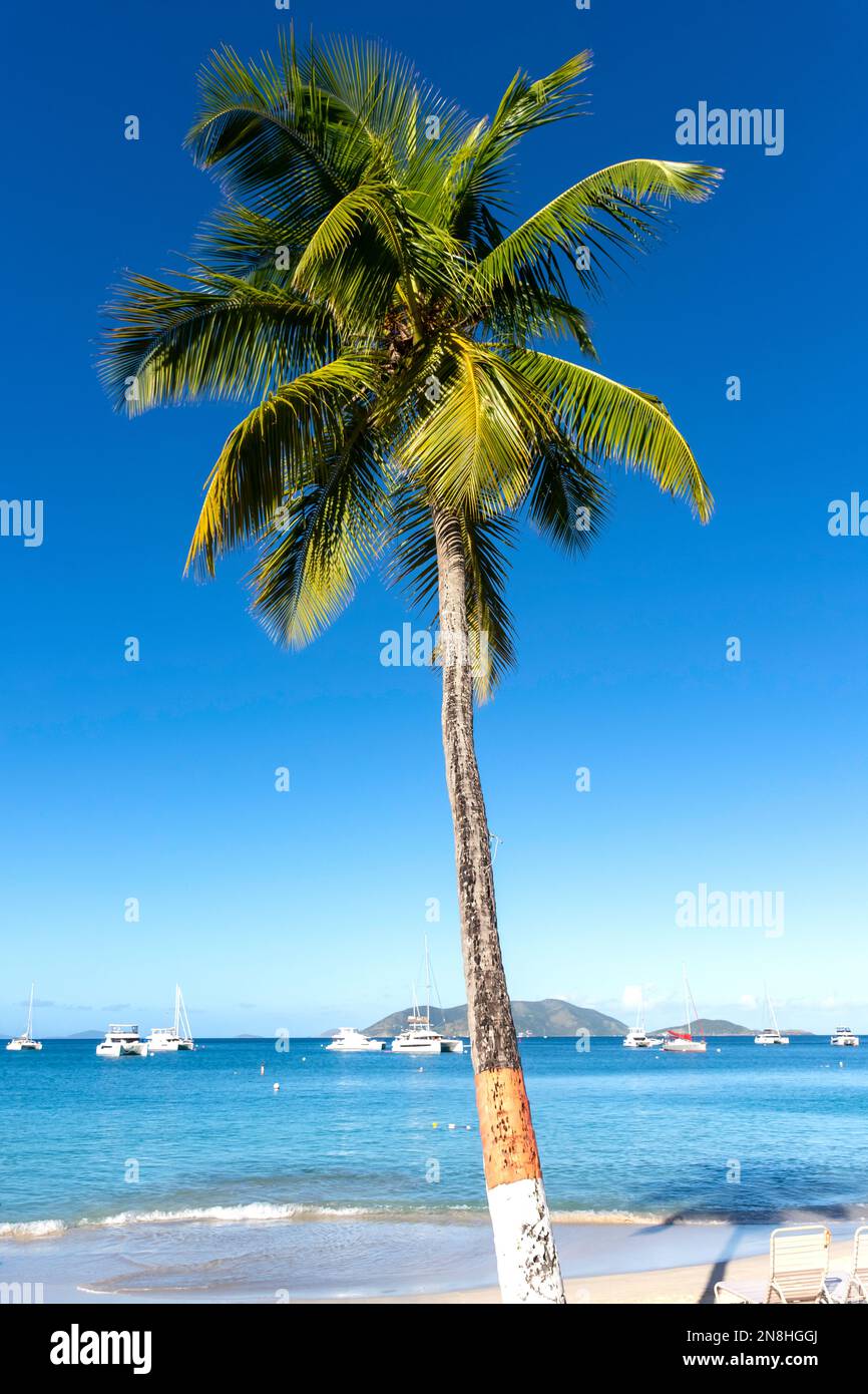 Palm tree on beach, Cane Garden Bay, Tortola, The British Virgin ...