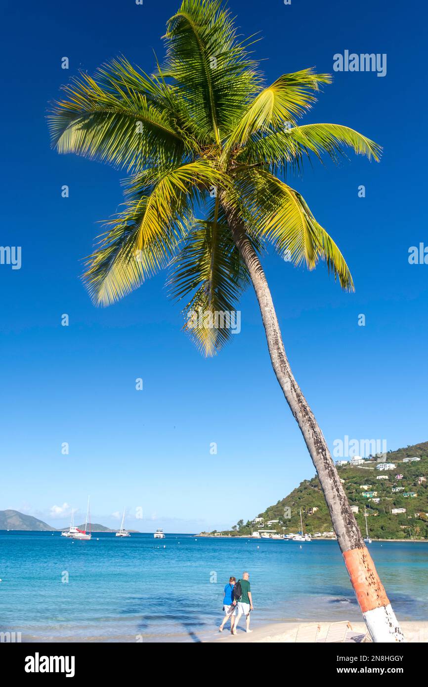 Palm tree on beach, Cane Garden Bay, Tortola, The British Virgin ...