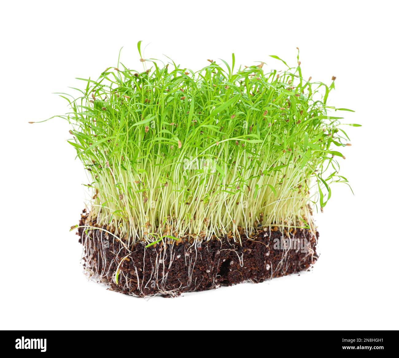 Fresh organic microgreens in soil on white background Stock Photo - Alamy