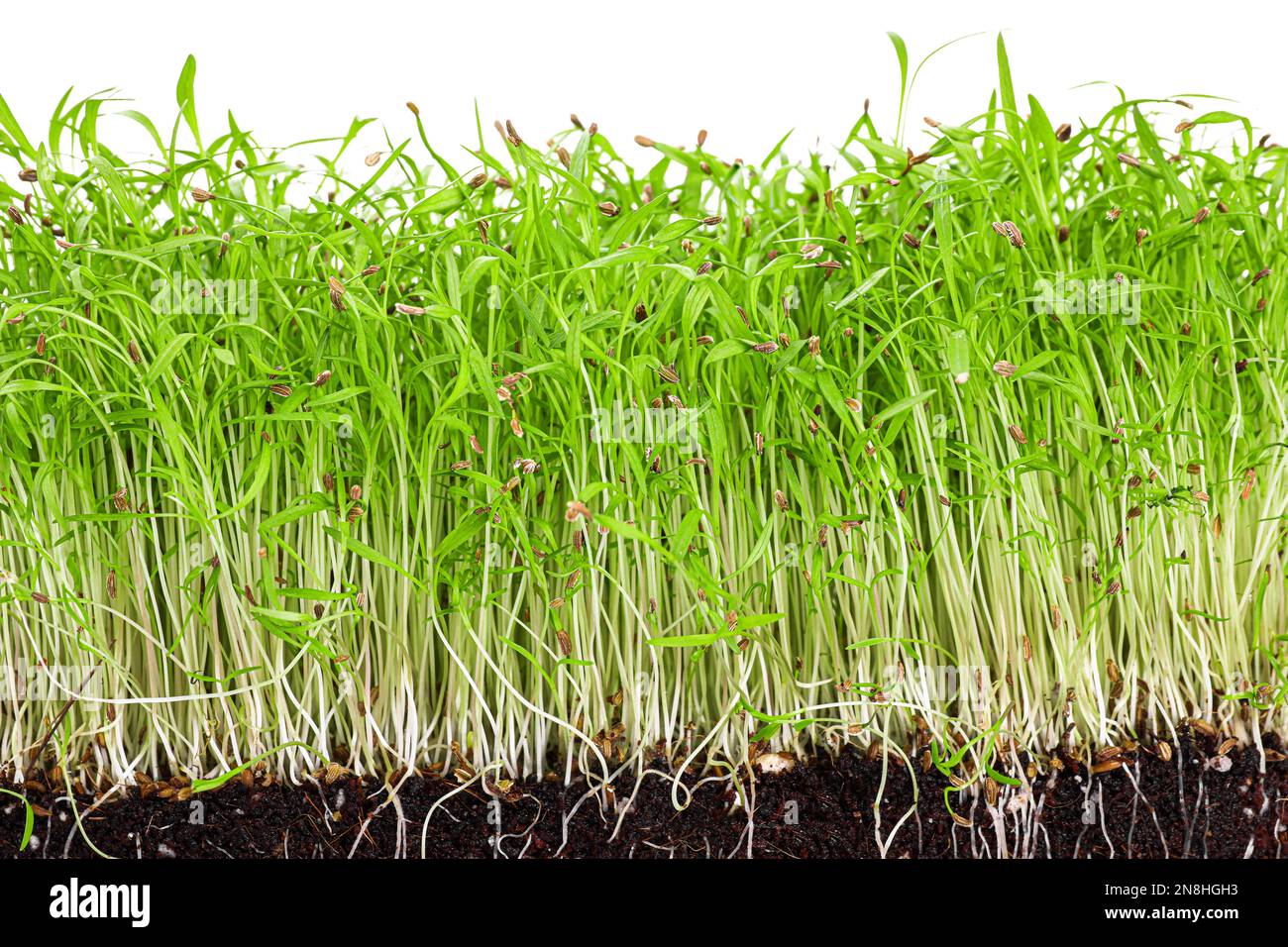 Fresh organic microgreens in soil on white background, closeup Stock ...