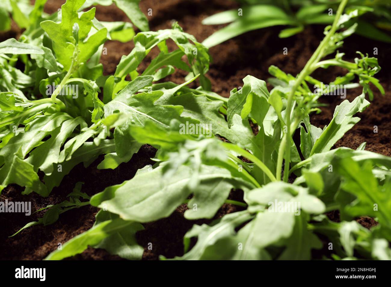 Young sprouts of arugula plant in soil, closeup Stock Photo - Alamy