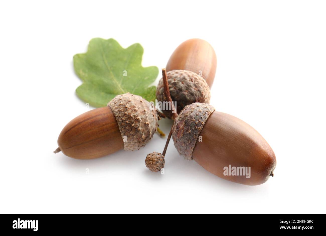 Oak twig with acorns and leaf on white background Stock Photo - Alamy